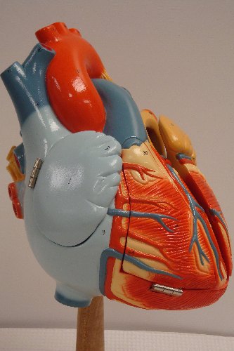 2114 - Anatomy and Physiology II Open Virtual Laboratory