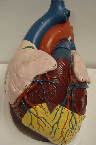 2114 - Anatomy and Physiology II Open Virtual Laboratory