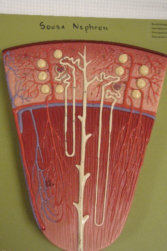 2114 - Anatomy and Physiology II Open Virtual Laboratory