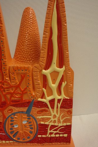 2114 - Anatomy and Physiology II Open Virtual Laboratory